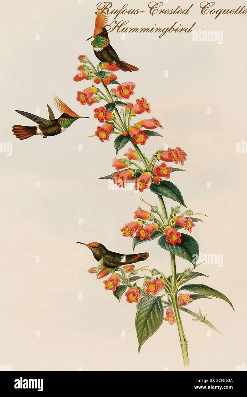 Rufous-Crested Coquette Hummingbird Stock Photo - Alamy