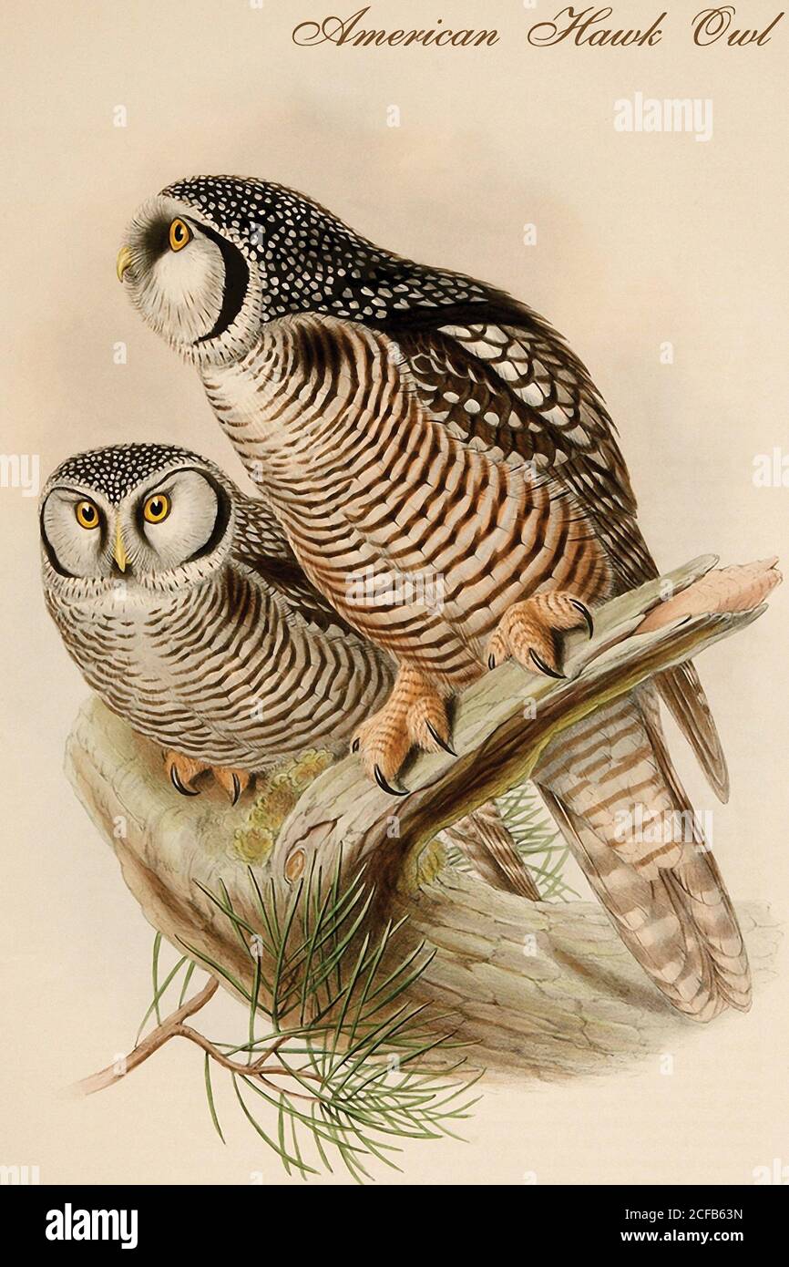 American Hawk Owl Stock Photo - Alamy