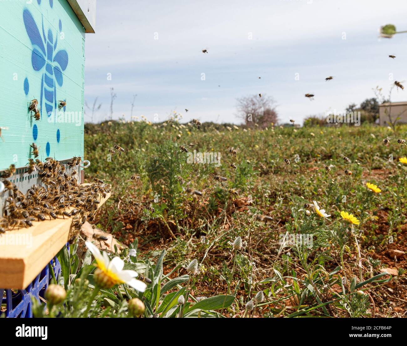 Closeup of new wooden honeycomb beehive box with bees placed in apiary ...