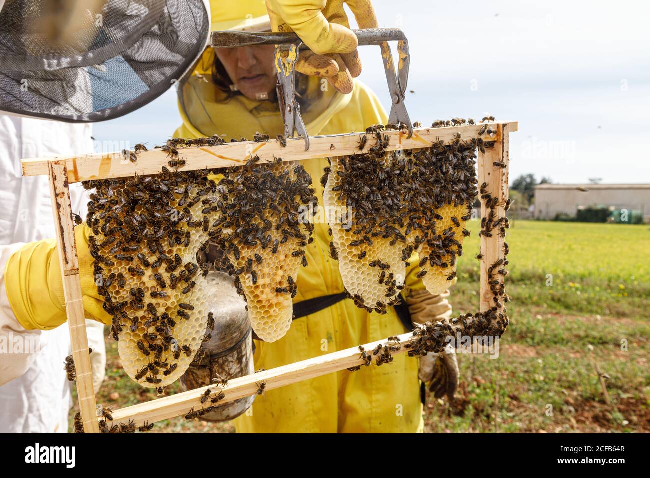 Professional beekeepers with smoker checking honeycomb with bees while ...
