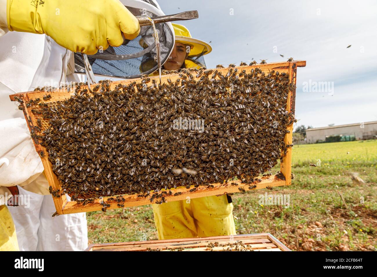 Crop unrecognizable professional beekeepers with smoker checking ...