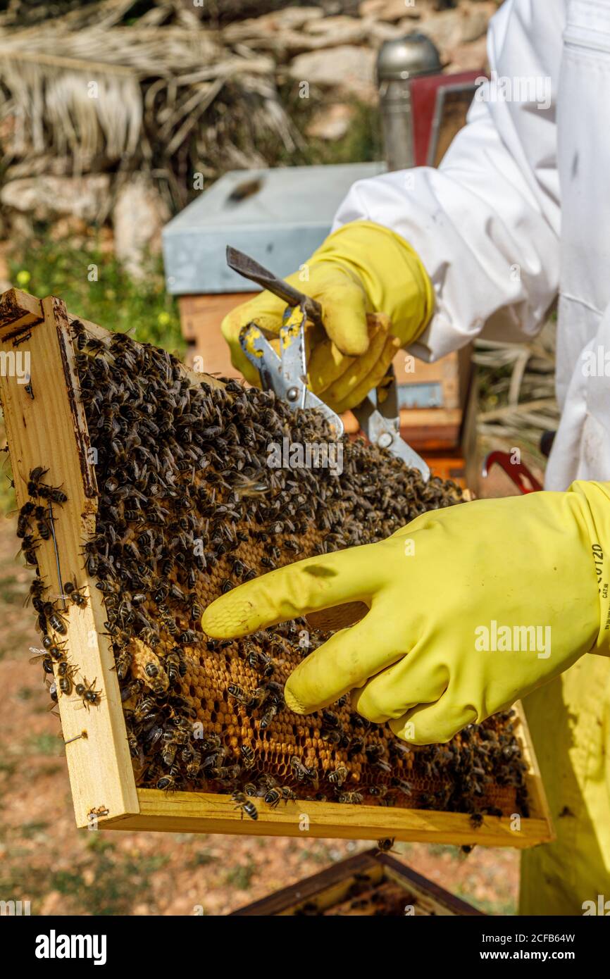 Crop unrecognizable professional beekeepers with smoker checking ...