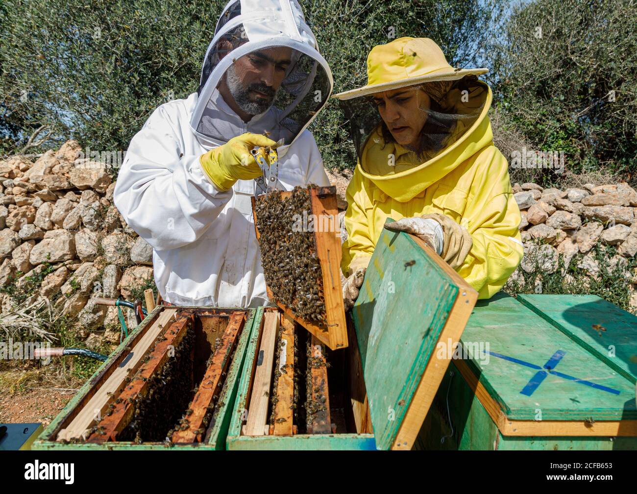 Professional male and female beekeepers inspecting honeycomb with bees ...