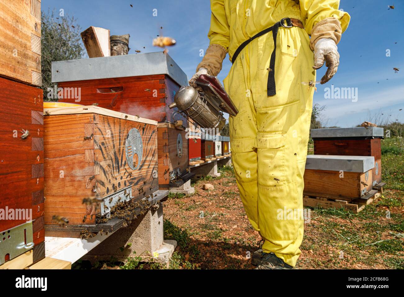 Cropped unrecognizable beekeepers in protective costume and mask using ...