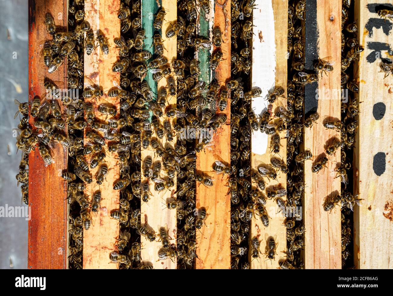 Closeup of honeycomb frame inside wooden box covered with bees during ...