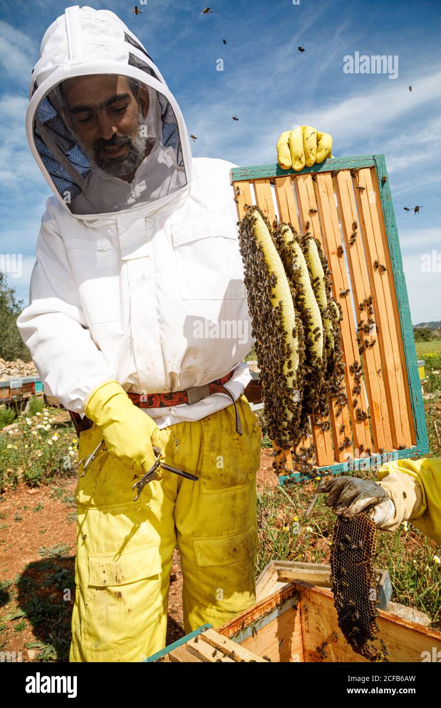 From below male beekeeper in white protective work wear holding ...