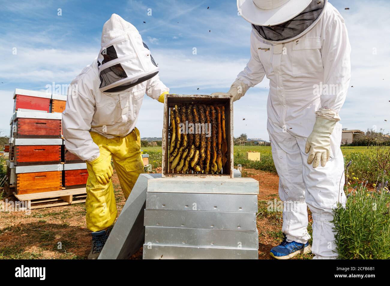 Professional male and female beekeepers inspecting honeycomb with bees ...