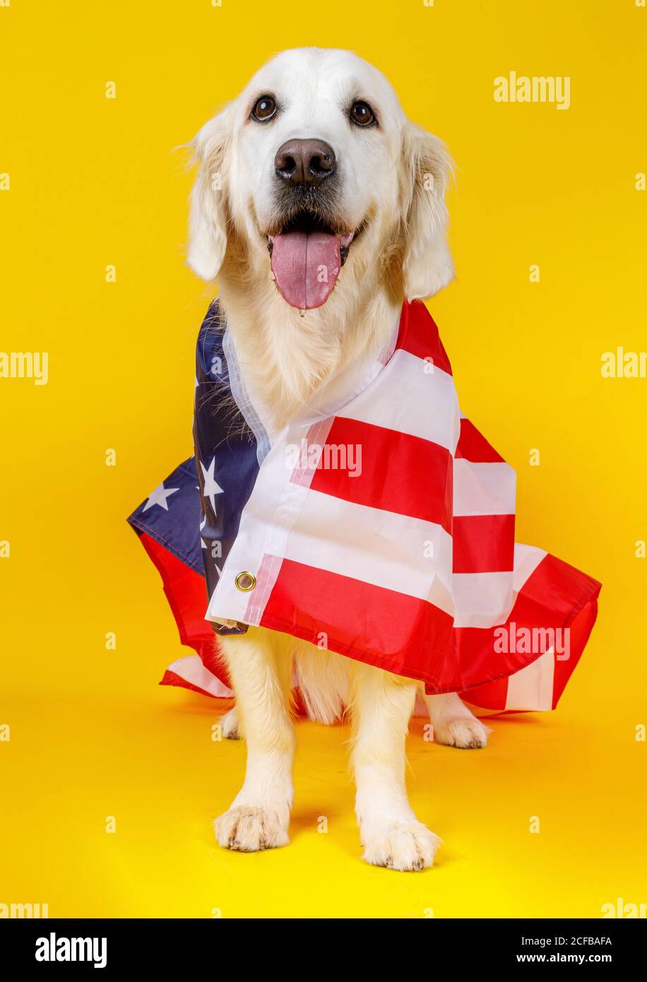 White dog covered with American flag Stock Photo - Alamy