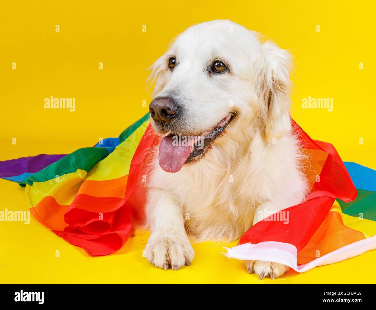 White dog in glasses covered with LGBT flag Stock Photo - Alamy