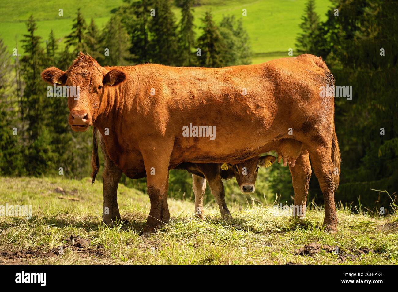 Calf cow hi-res stock photography and images - Alamy