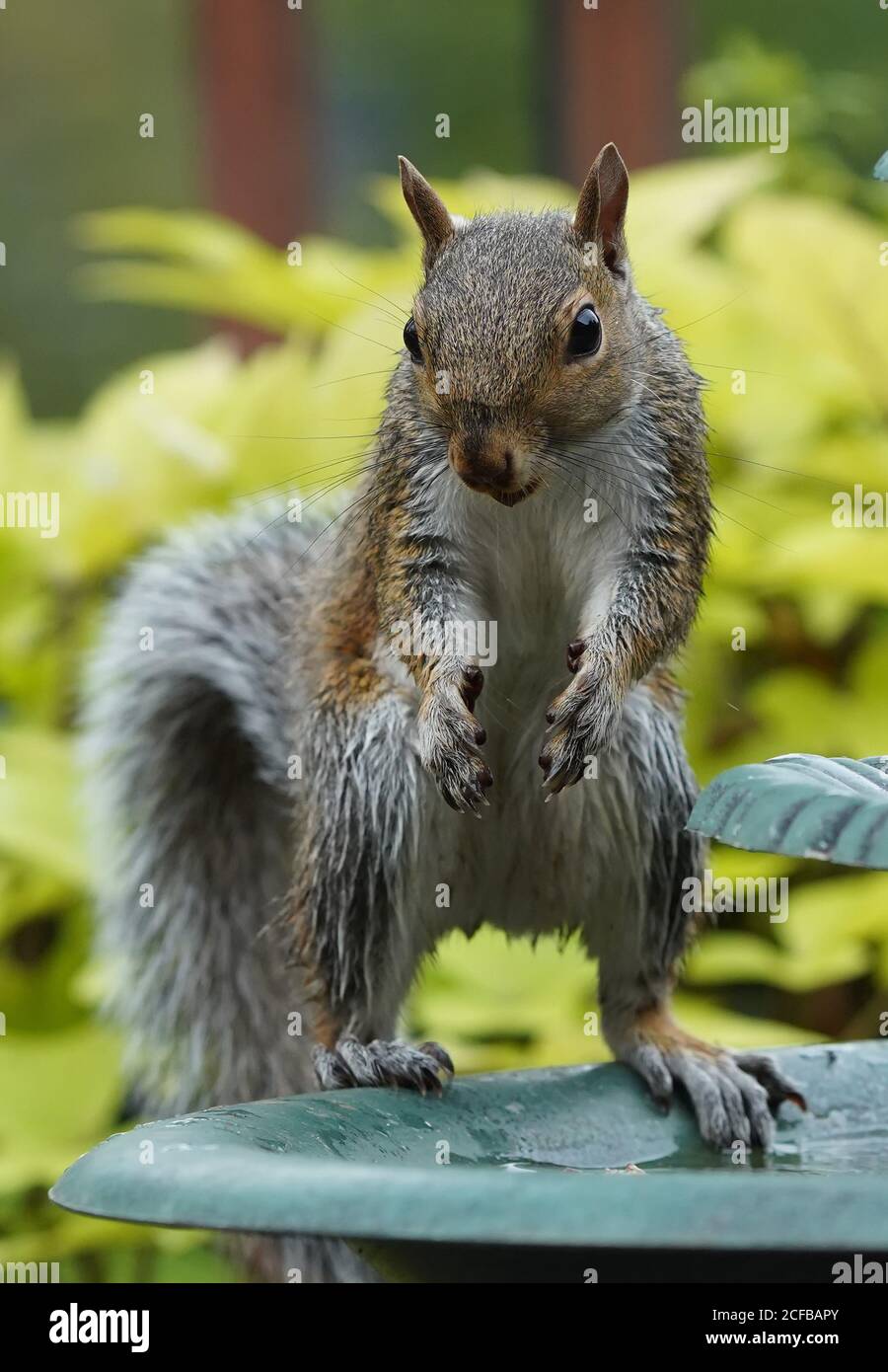 Squirrel dropping hi-res stock photography and images - Alamy