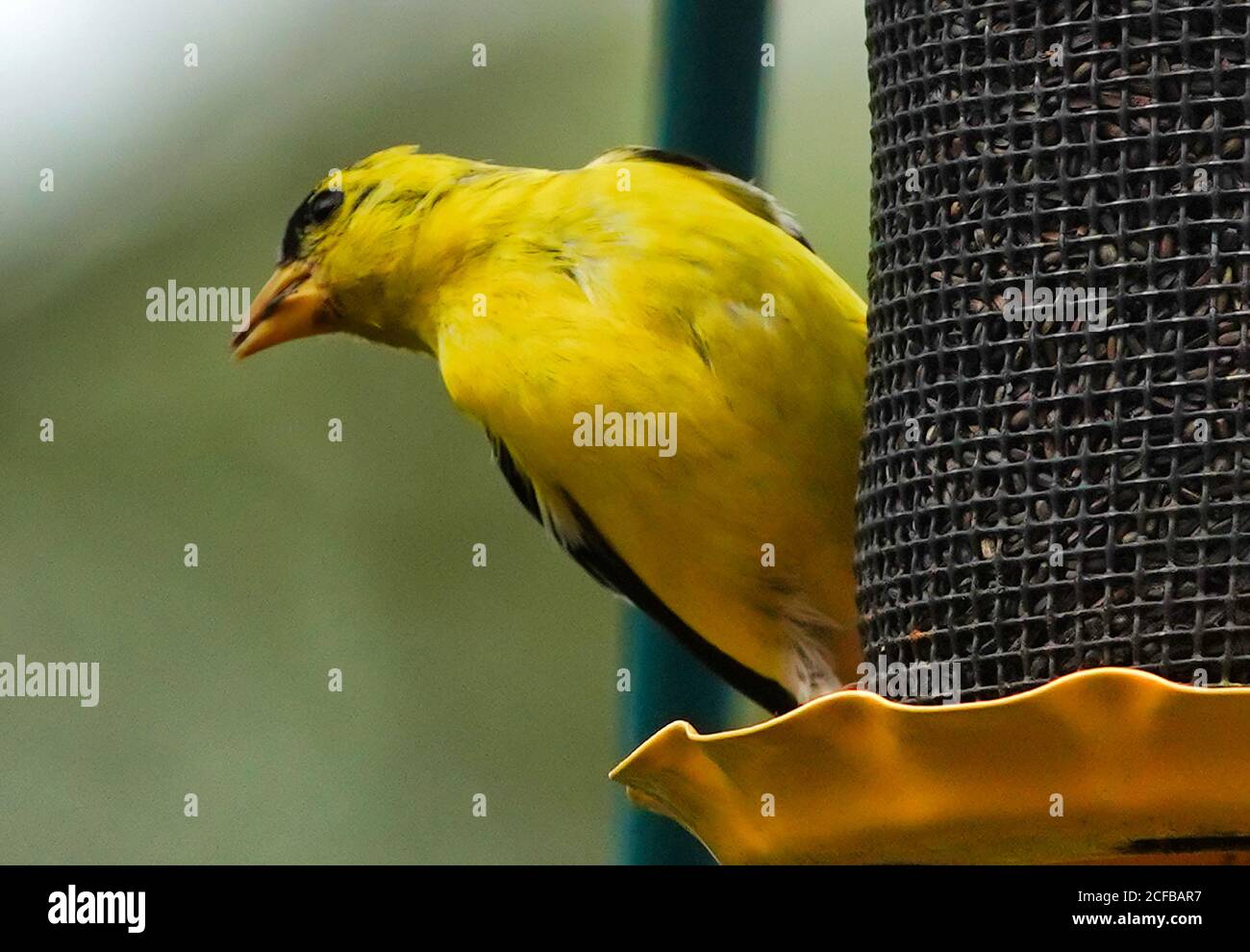 A Bright yellow Finch on a Nyjer feeder Stock Photo - Alamy