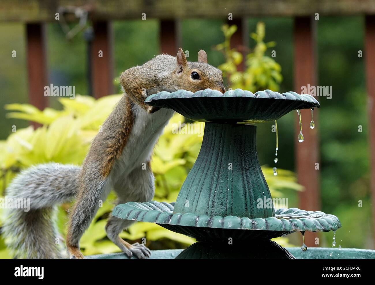 Squirrel water fountain hi-res stock photography and images - Alamy