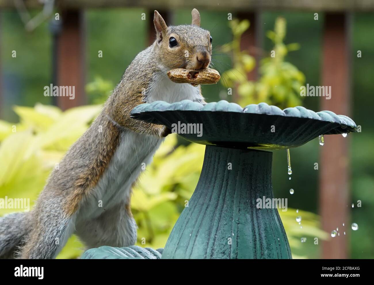 Squirrel gets a peanut from a fountain in the garden Stock Photo - Alamy