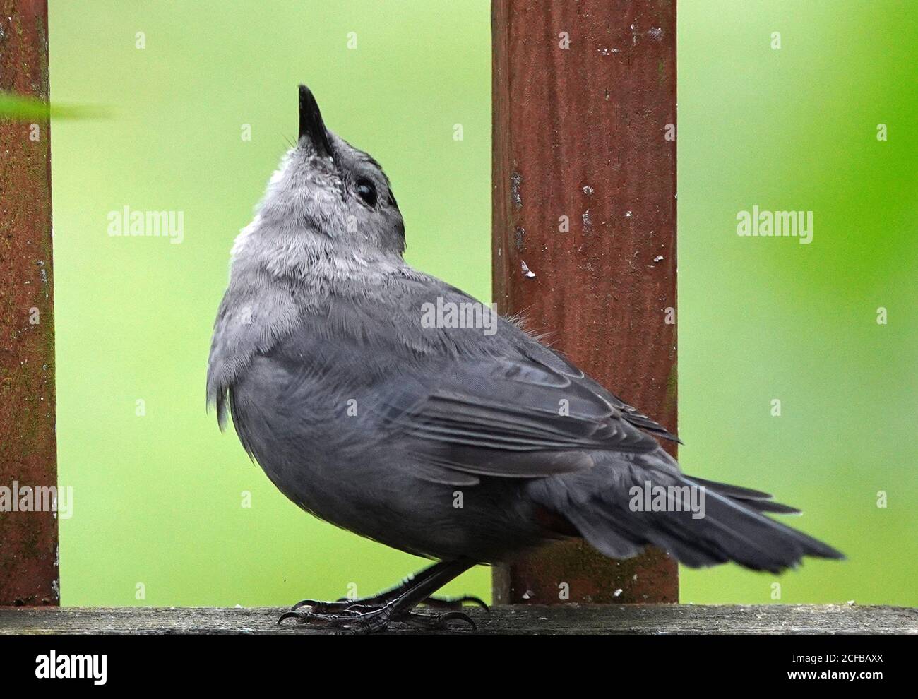 A small gray catbird on the deck Stock Photo - Alamy