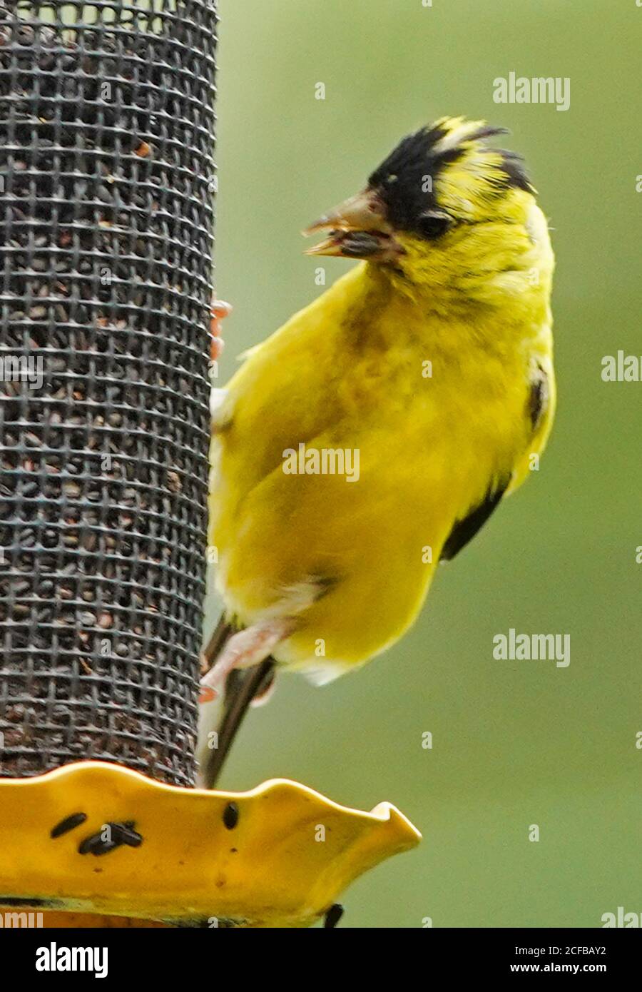 Yellow Finch on a Nyjer feeder Stock Photo - Alamy
