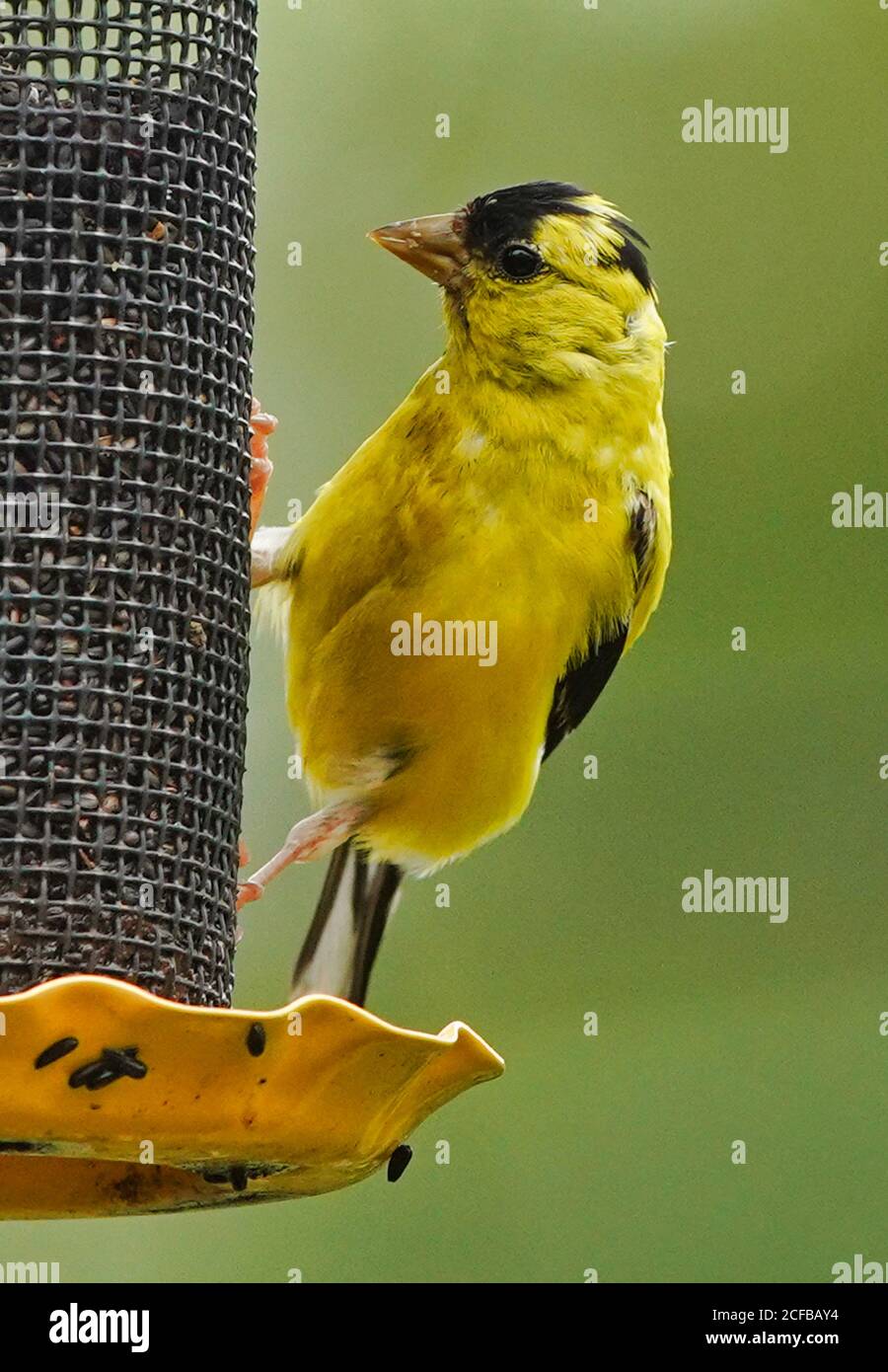 Goldfinch on nyjer bird seed hi-res stock photography and images - Alamy