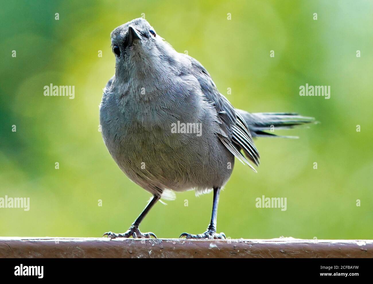 A small gray catbird sits on the deck Stock Photo - Alamy