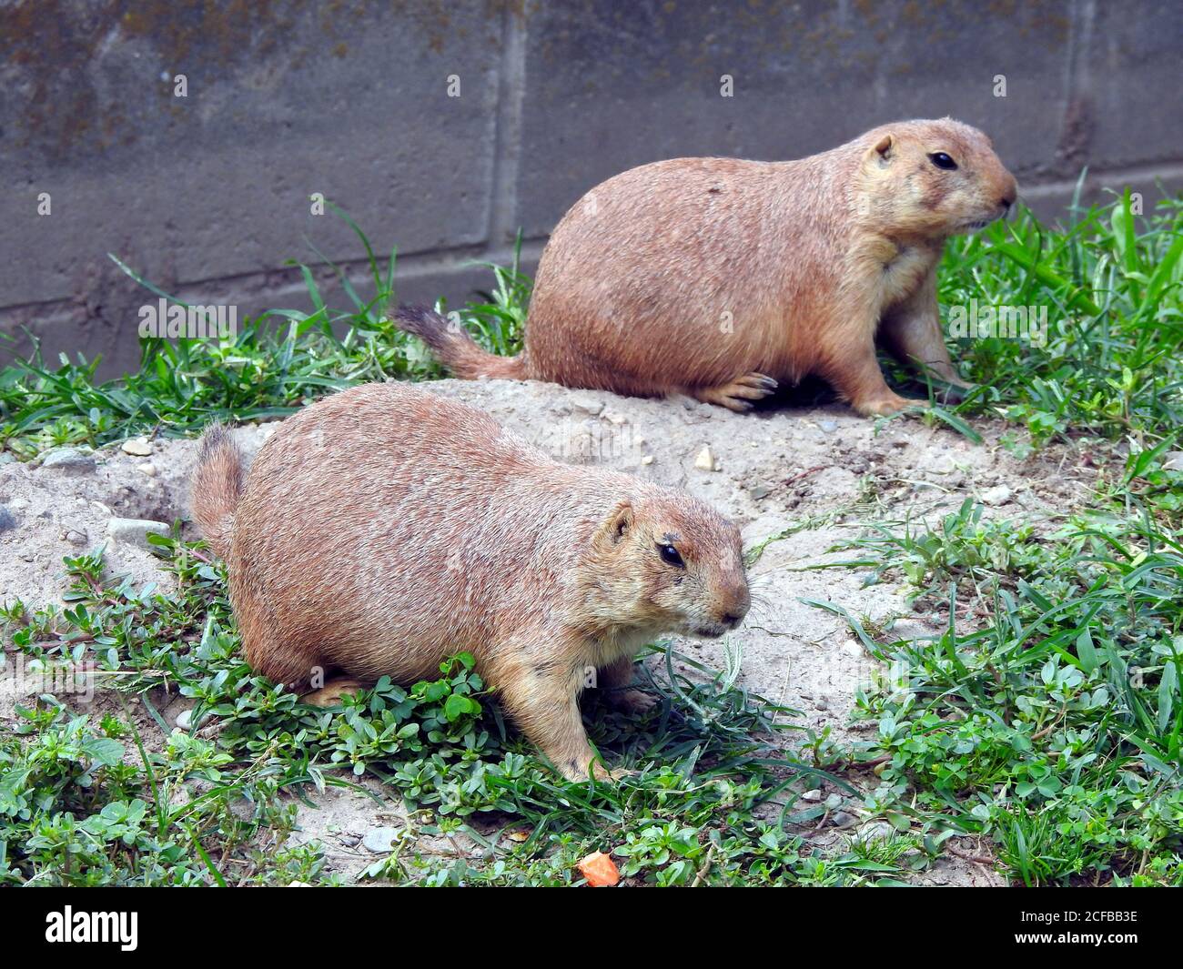 Two Black-tailed Prairie Dogs Stock Photo - Alamy