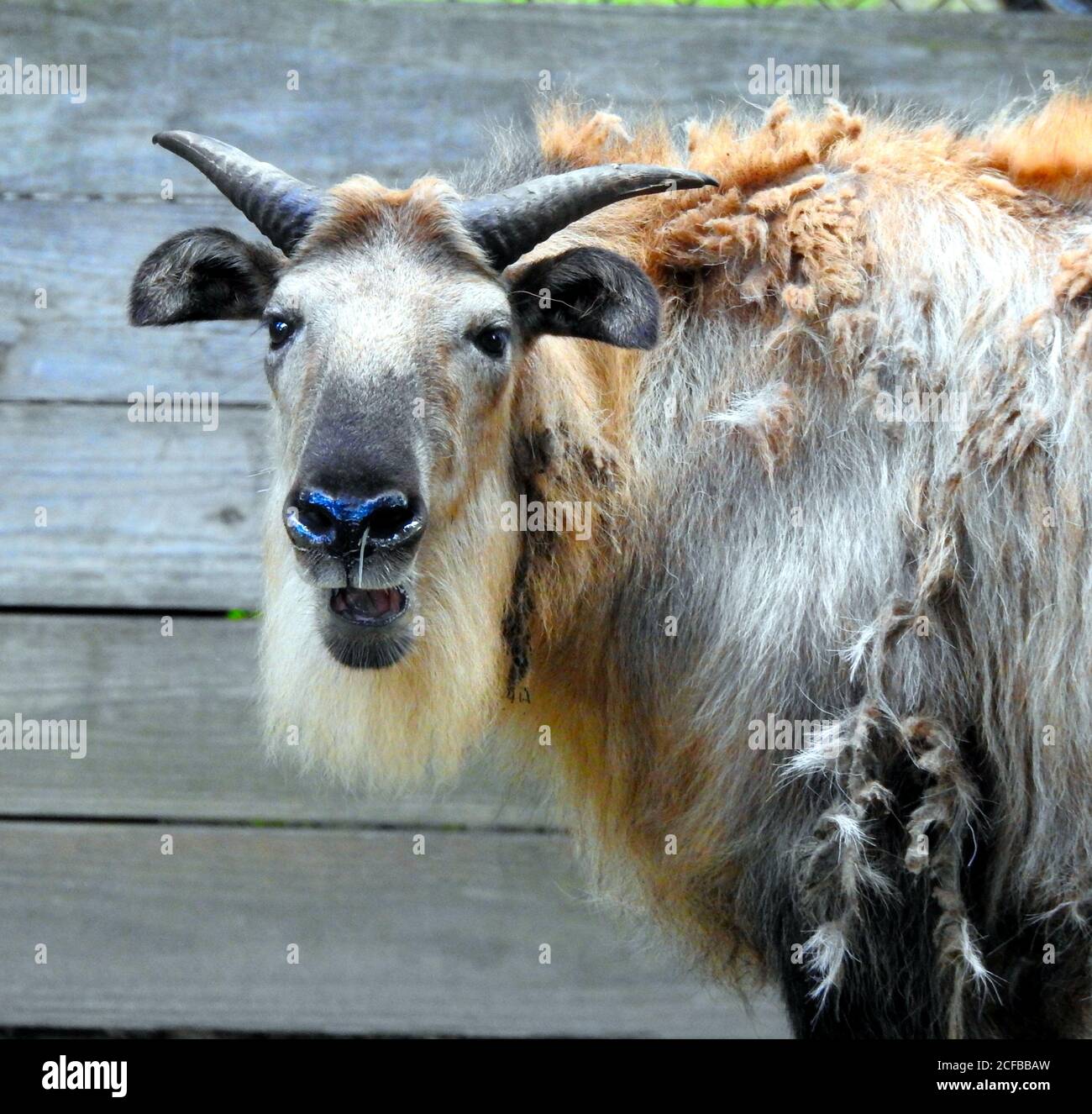 Sichuan Takin Mammal Face Stock Photo - Alamy