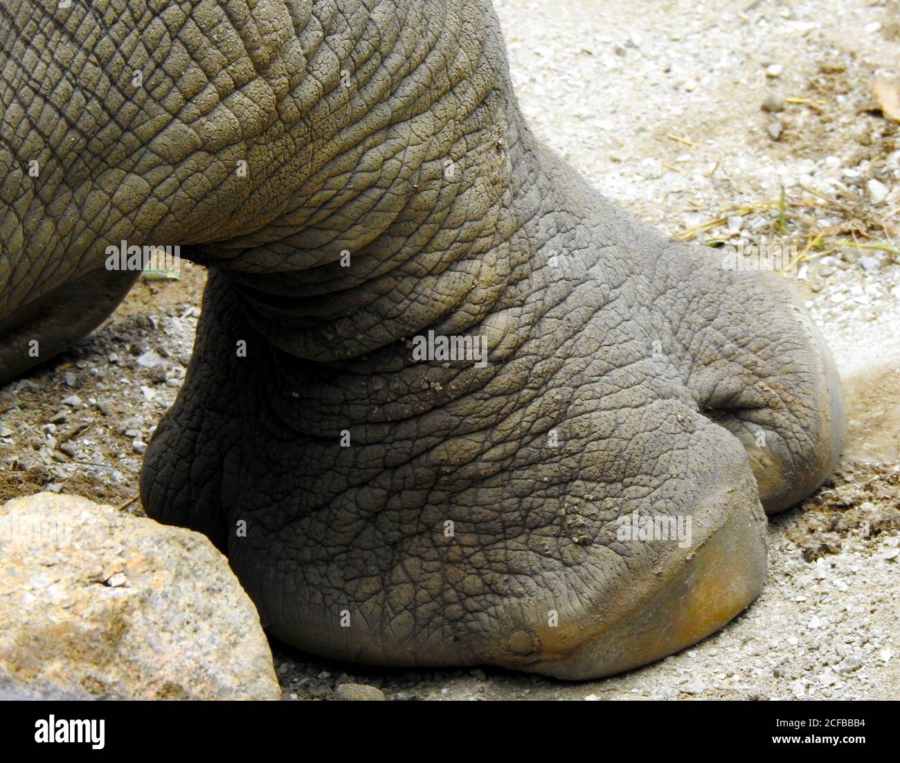 Rhinoceros pattern hi-res stock photography and images - Alamy
