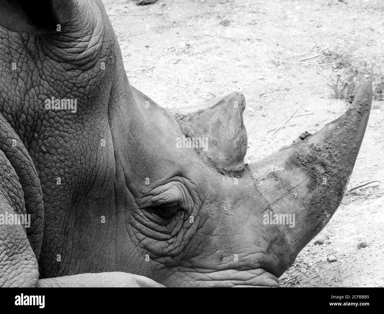 White Rino rhinoceros Stock Photo - Alamy