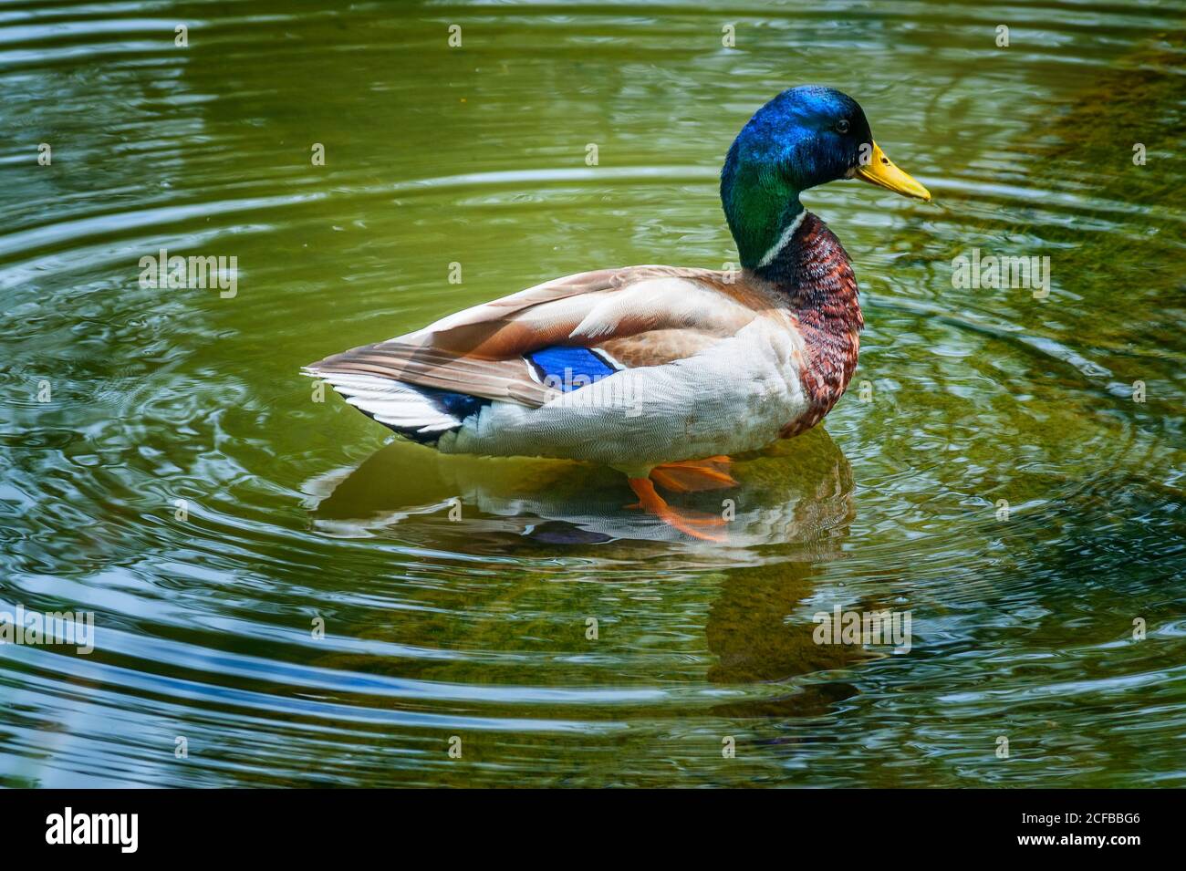 Mallard in nature hi-res stock photography and images - Alamy
