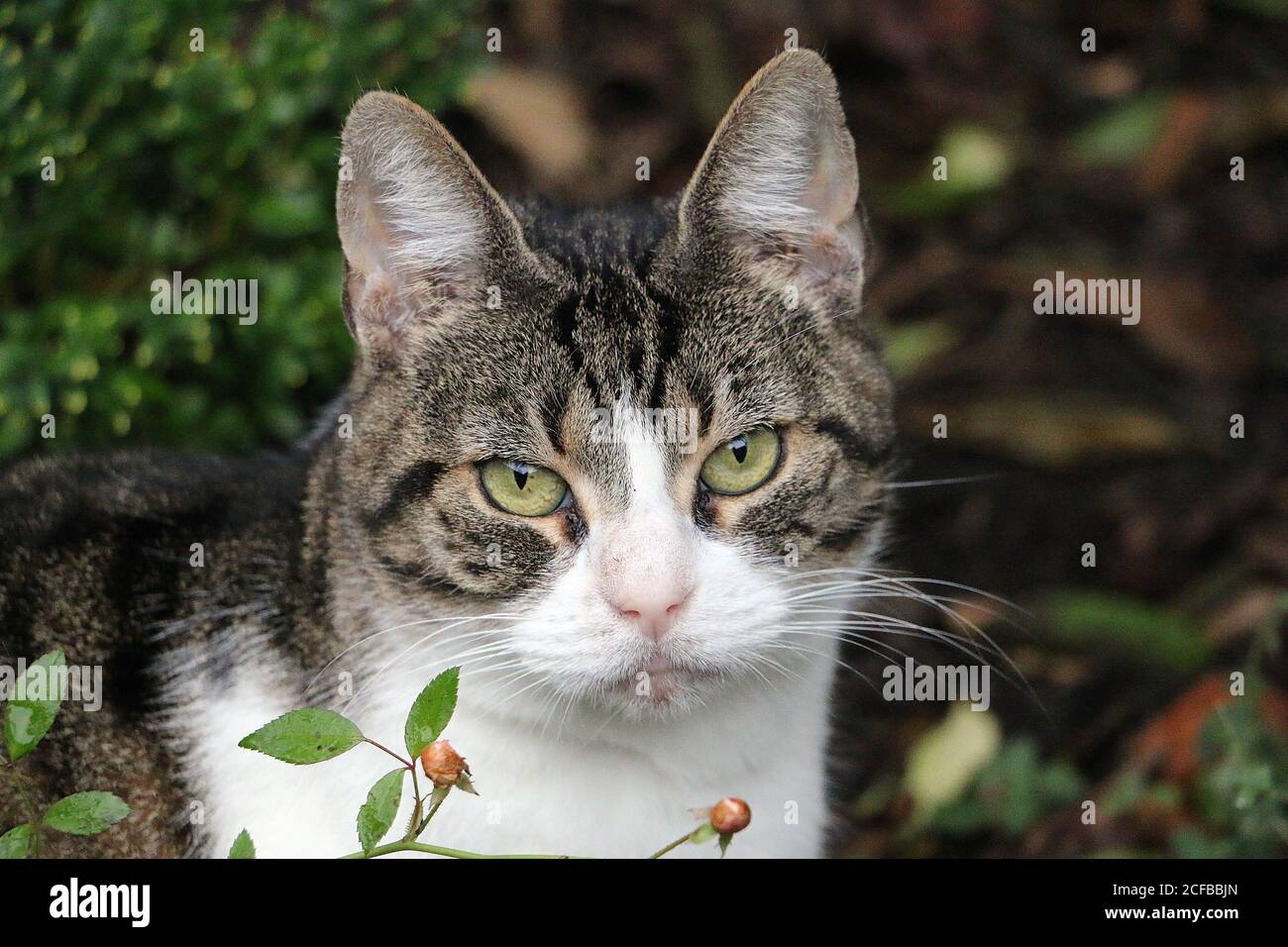 Closeup shot of a cat Stock Photo - Alamy