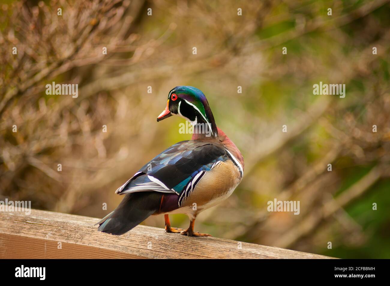 Close up duck standing on hi-res stock photography and images - Alamy