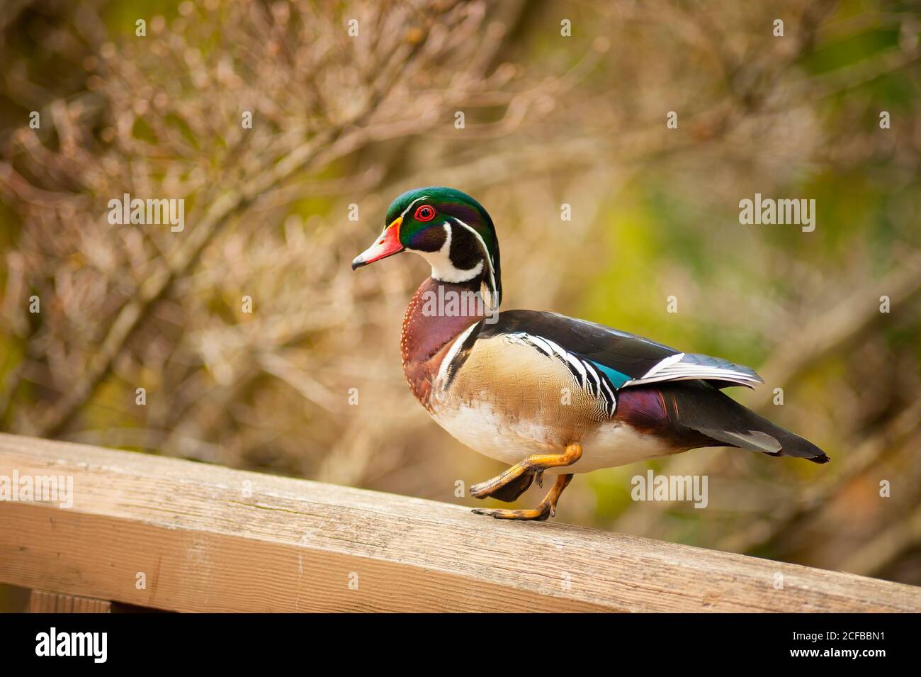 Close up duck standing on hi-res stock photography and images - Alamy