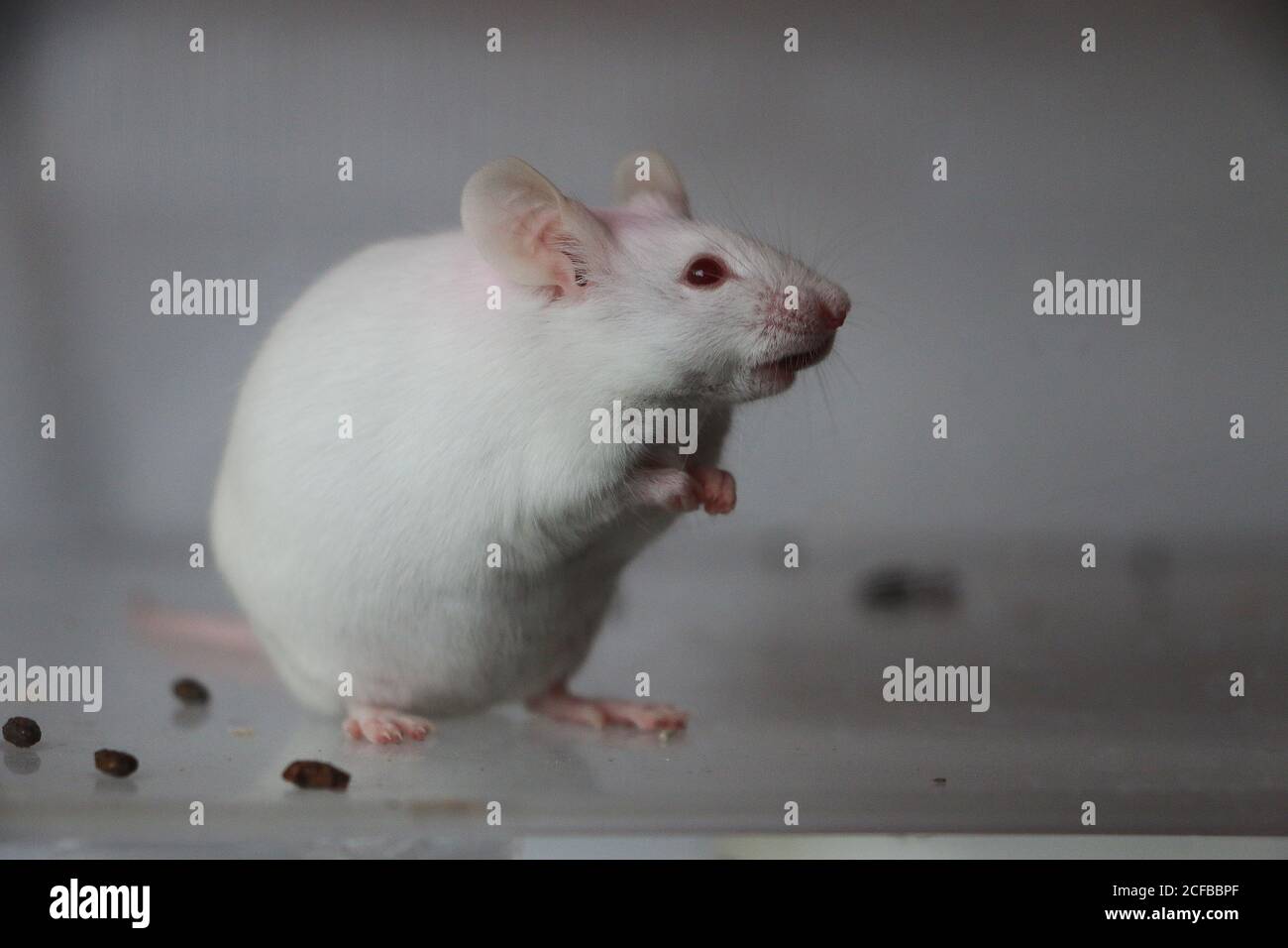 Selective focus closeup shot of an albino mouse Stock Photo - Alamy