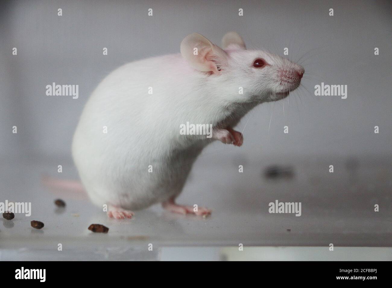 Closeup shot of a white rat Stock Photo - Alamy