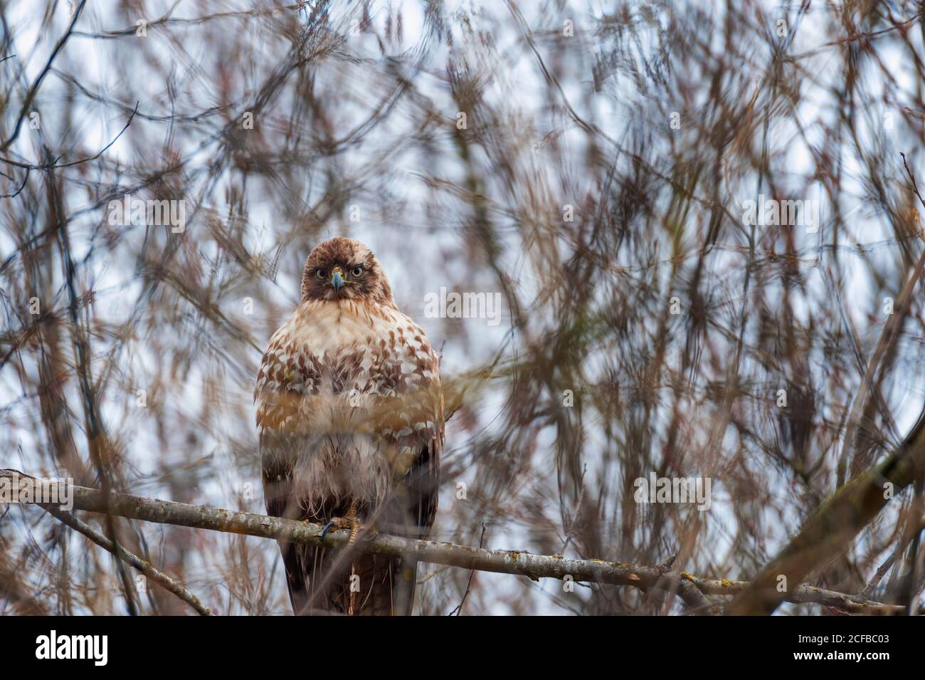 A large red tail hawk perches on tree branch keeping an eye on ...