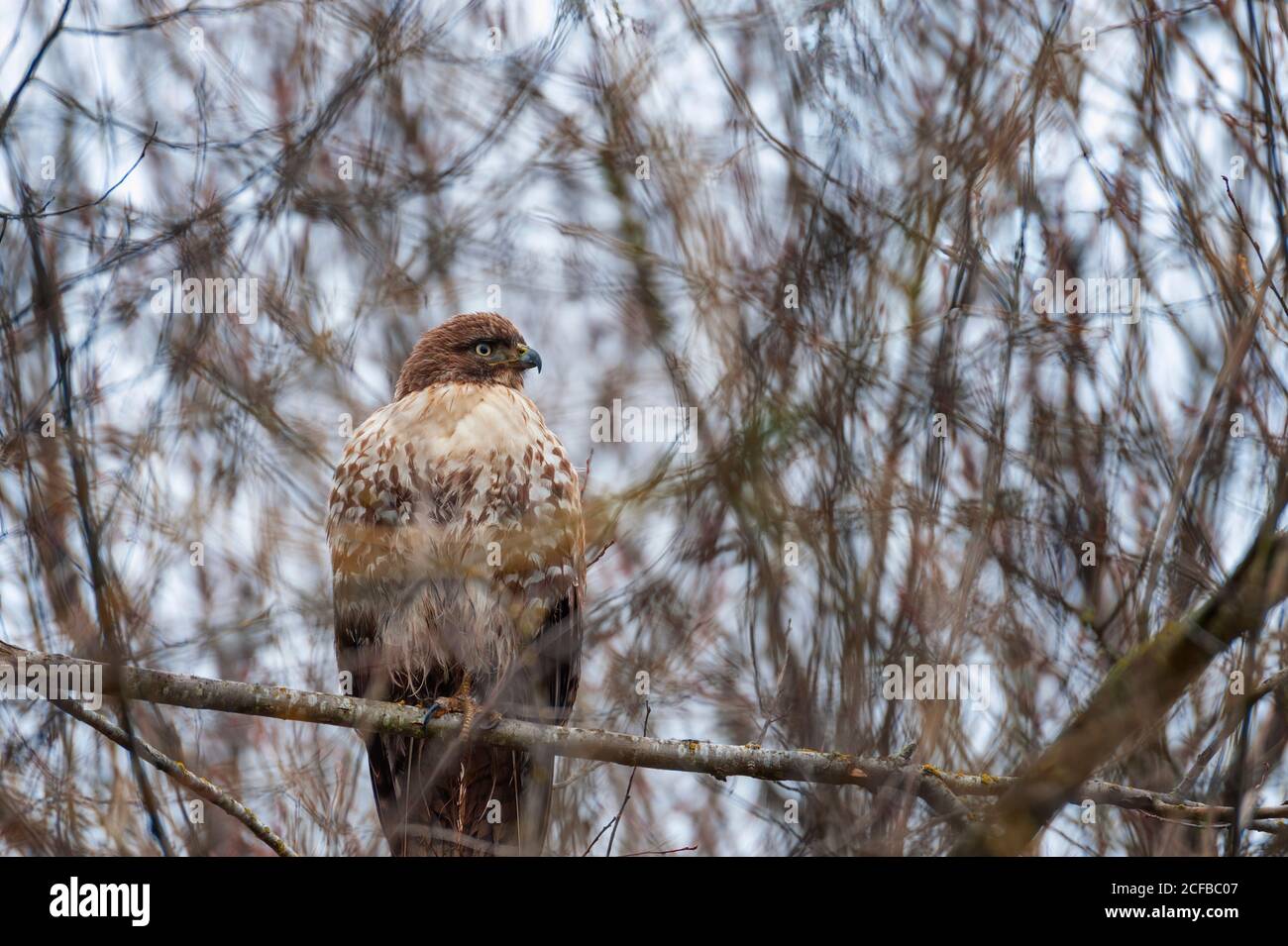 A large red tail hawk perches on tree branch keeping an eye on ...