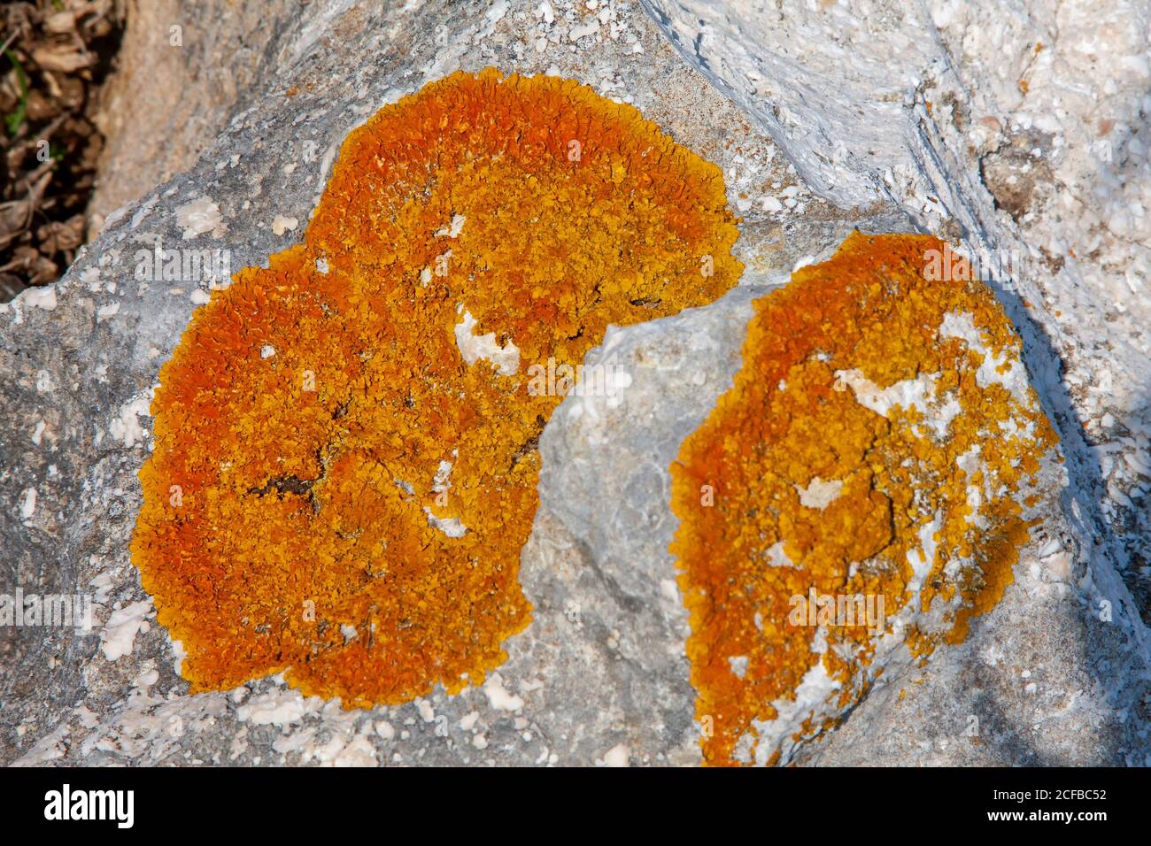 Colorful Lichens growing on rocks and boulders. Lichens are moss like ...