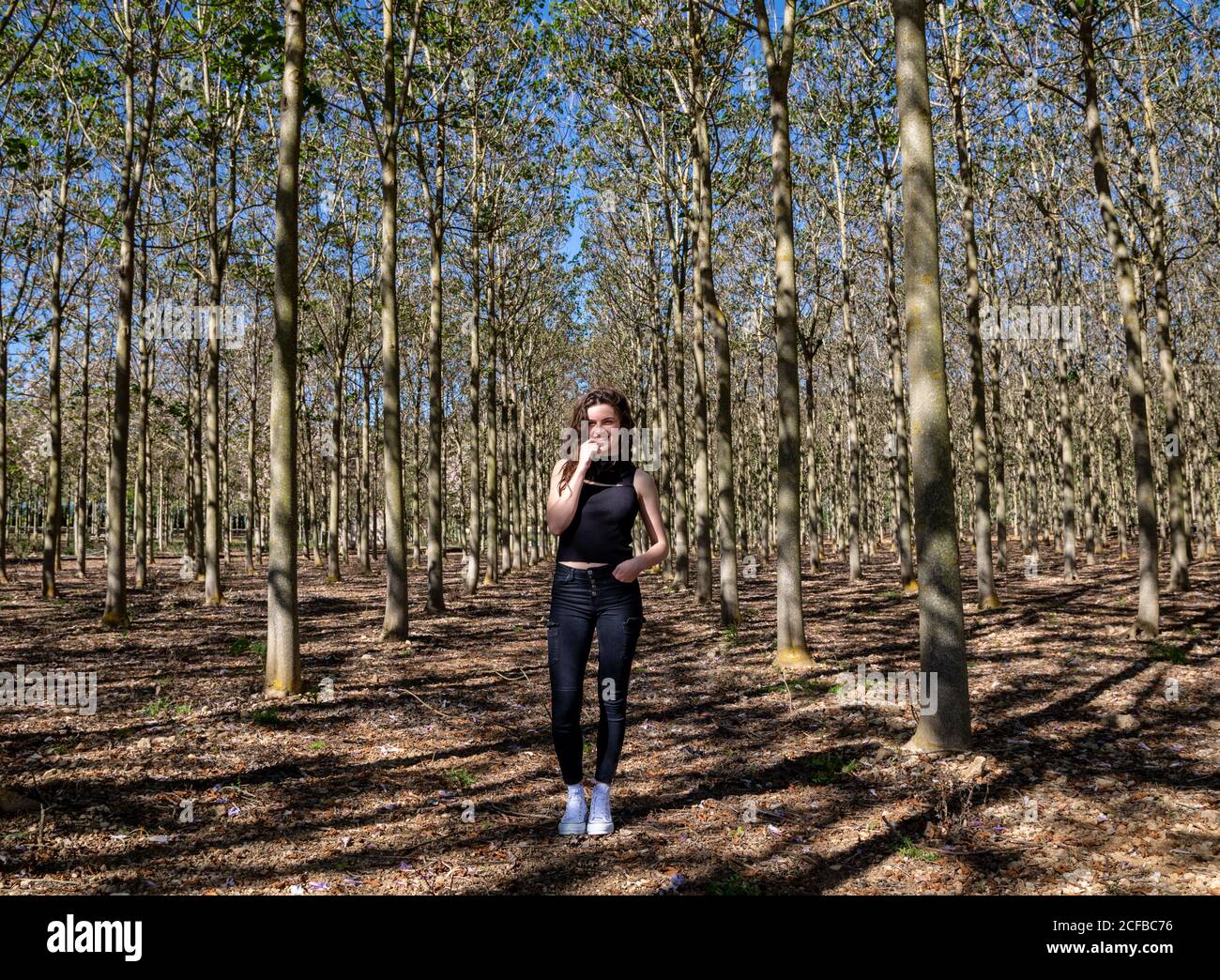 Tall standing trees hi-res stock photography and images - Alamy