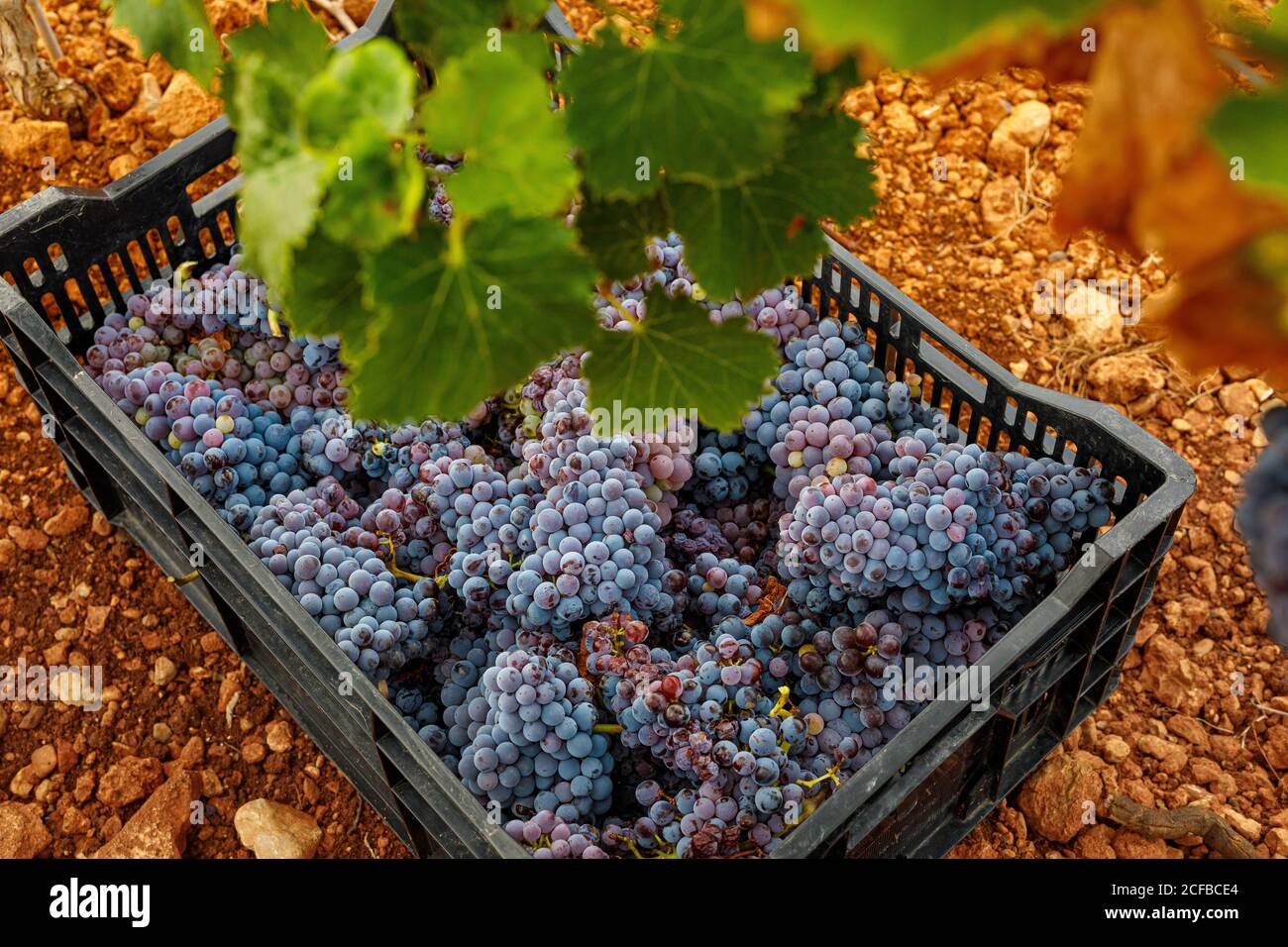 High angle of ripe grapes in plastic pallet on ground Stock Photo - Alamy