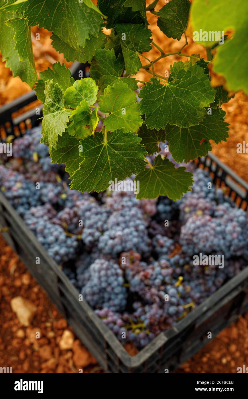 High angle of ripe grapes in plastic pallet on ground Stock Photo - Alamy