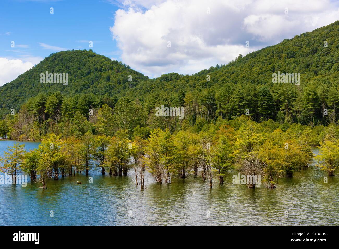 Trees stand in water along the shoreline of Watauga Lake in Tennessee ...