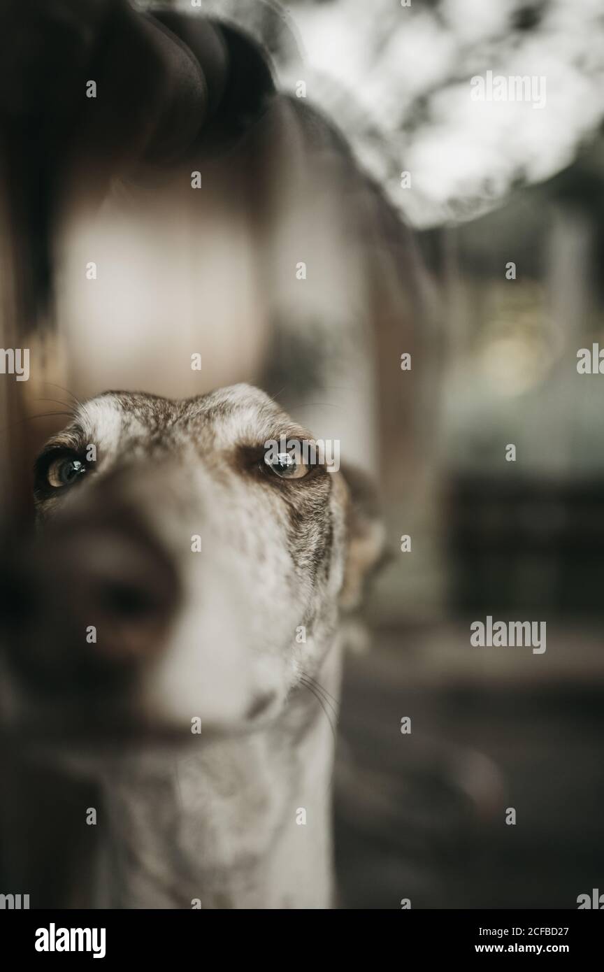 Curious greyhound pressing nose to glass while looking out window at ...
