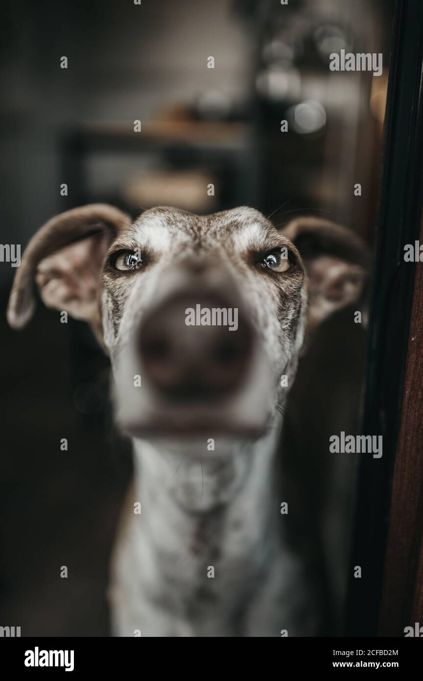 Curious greyhound pressing nose to glass while looking out window at ...