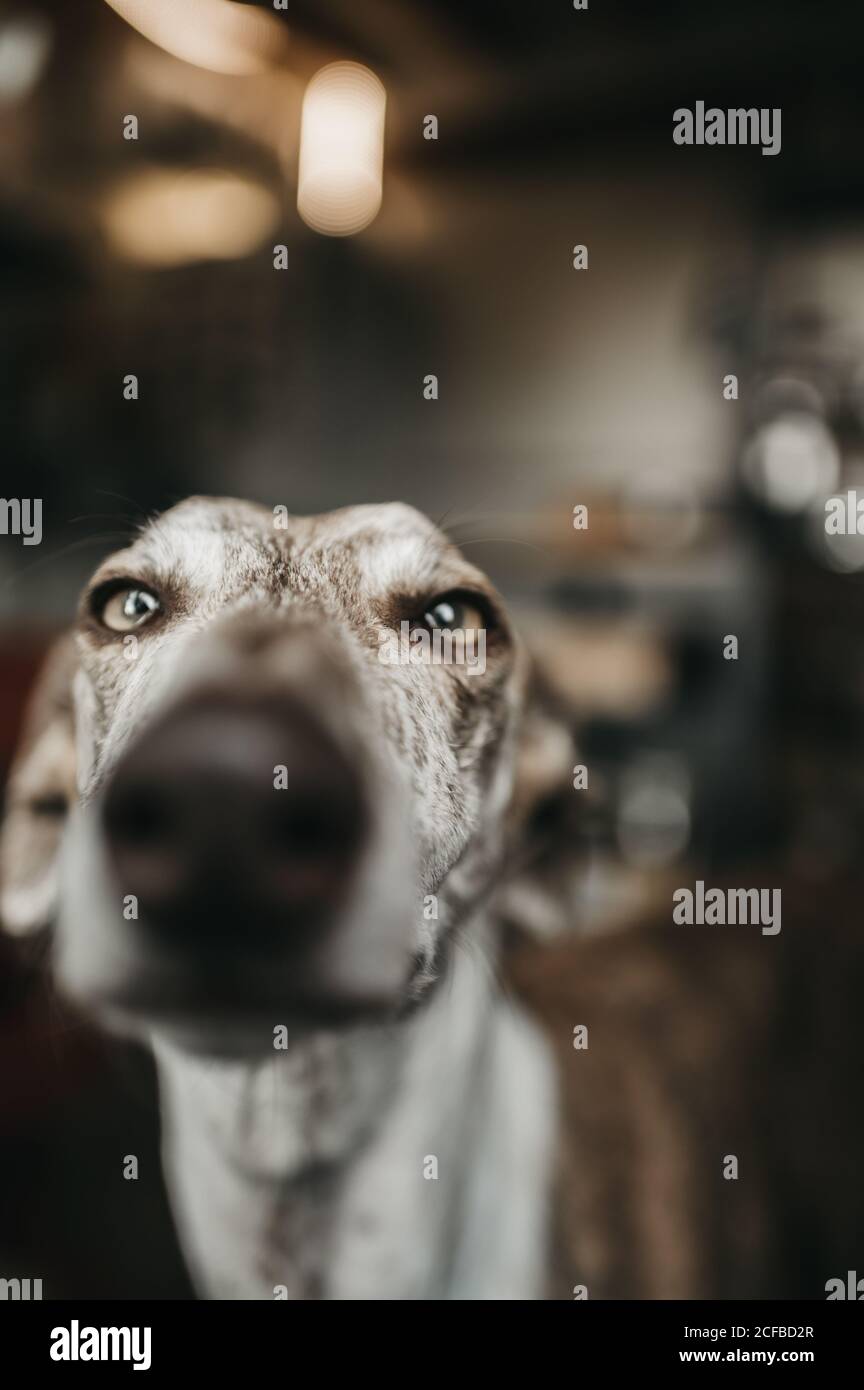 Curious greyhound pressing nose to glass while looking out window at ...