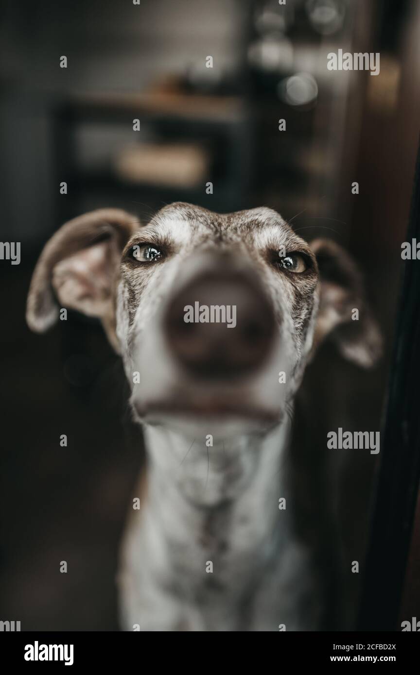 Curious greyhound pressing nose to glass while looking out window at ...