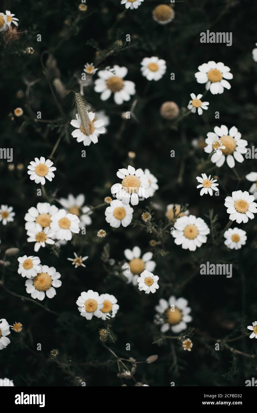Amazing daisy flower field Stock Photo - Alamy