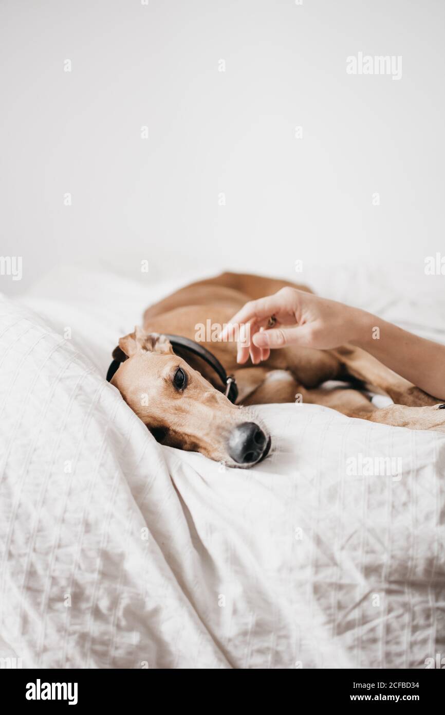 Cute Spanish greyhound relaxing on comfortable bed at cozy home being ...