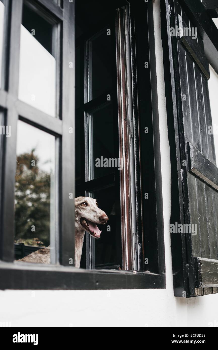 Adorable Spanish greyhounds looking through window while sitting behind ...