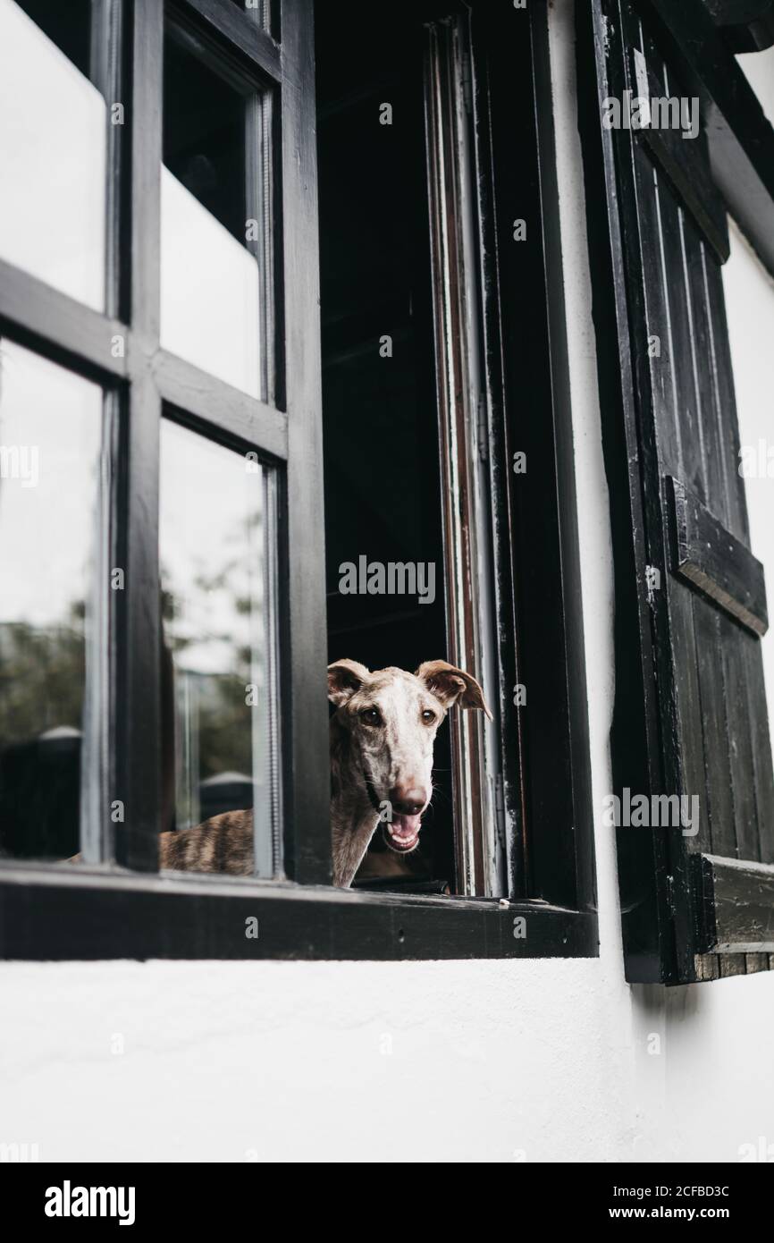 Adorable Spanish greyhounds looking through window while sitting behind ...