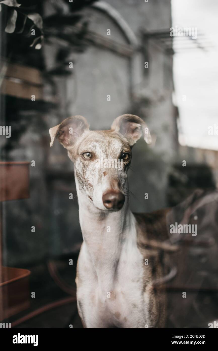 Adorable Spanish greyhounds staring at camera while sitting behind ...