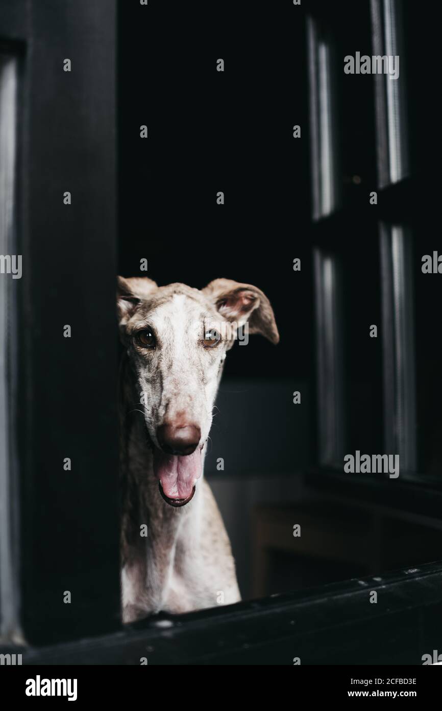 Adorable Spanish greyhounds looking through window while sitting behind ...