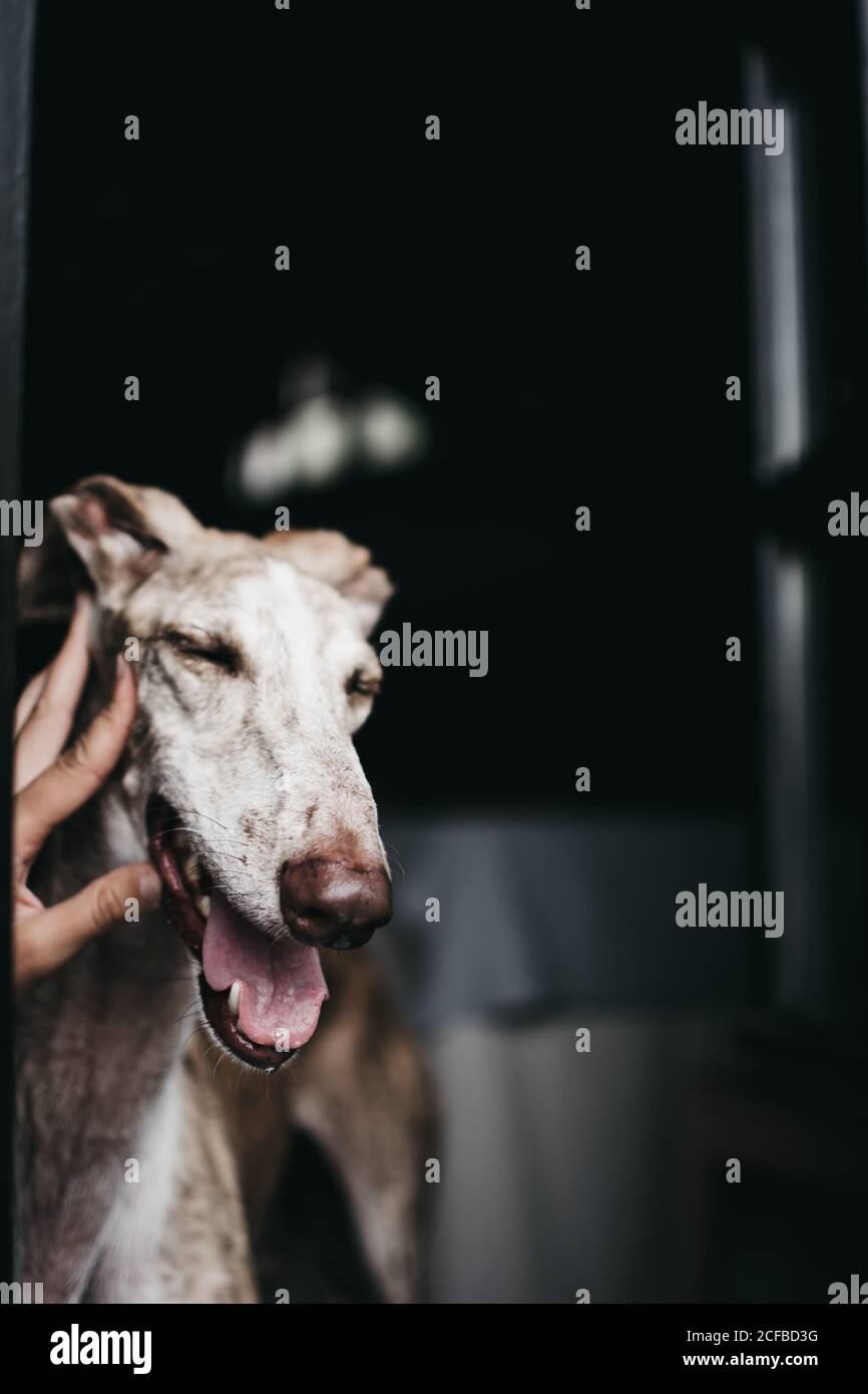Adorable Spanish greyhounds looking through window while sitting behind ...